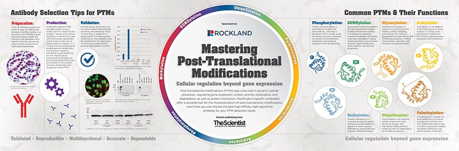 Mastering Post-Translational Modifications | Rockland Mastering Post-Translational Modifications | Rockland