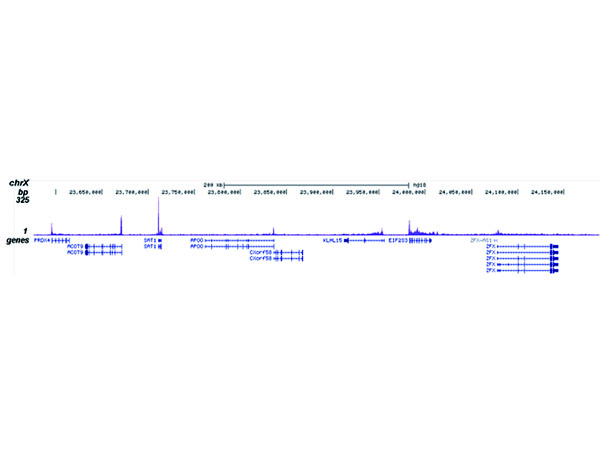 POL II Antibody (200-301-U99) | Rockland