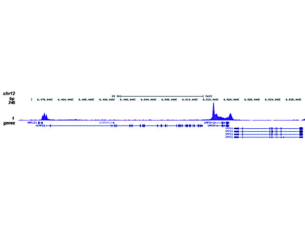 POL II Antibody (200-301-U99) | Rockland