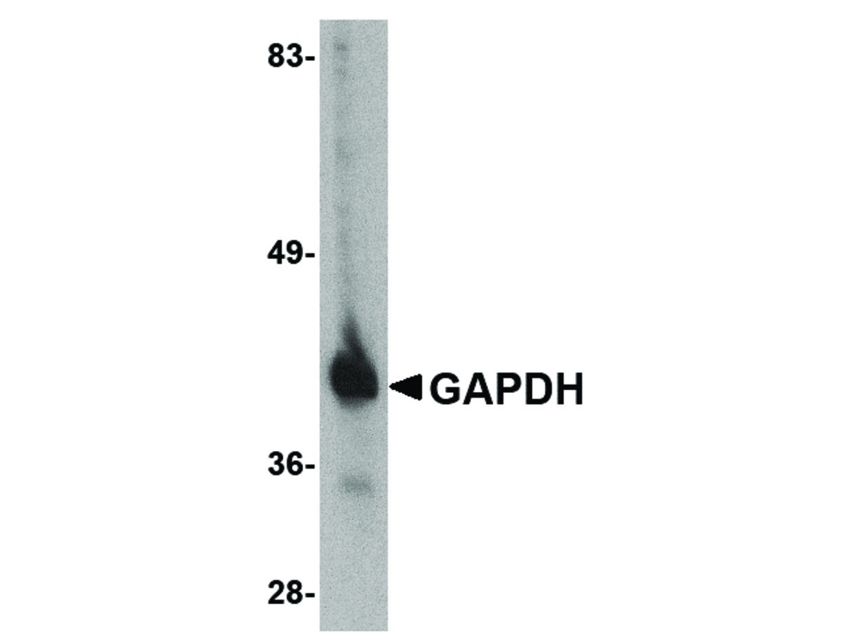 GAPDH Antibody (200-901-BJ4) | Rockland