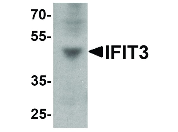IFIT3 Antibody (600-401-BT3) | Rockland