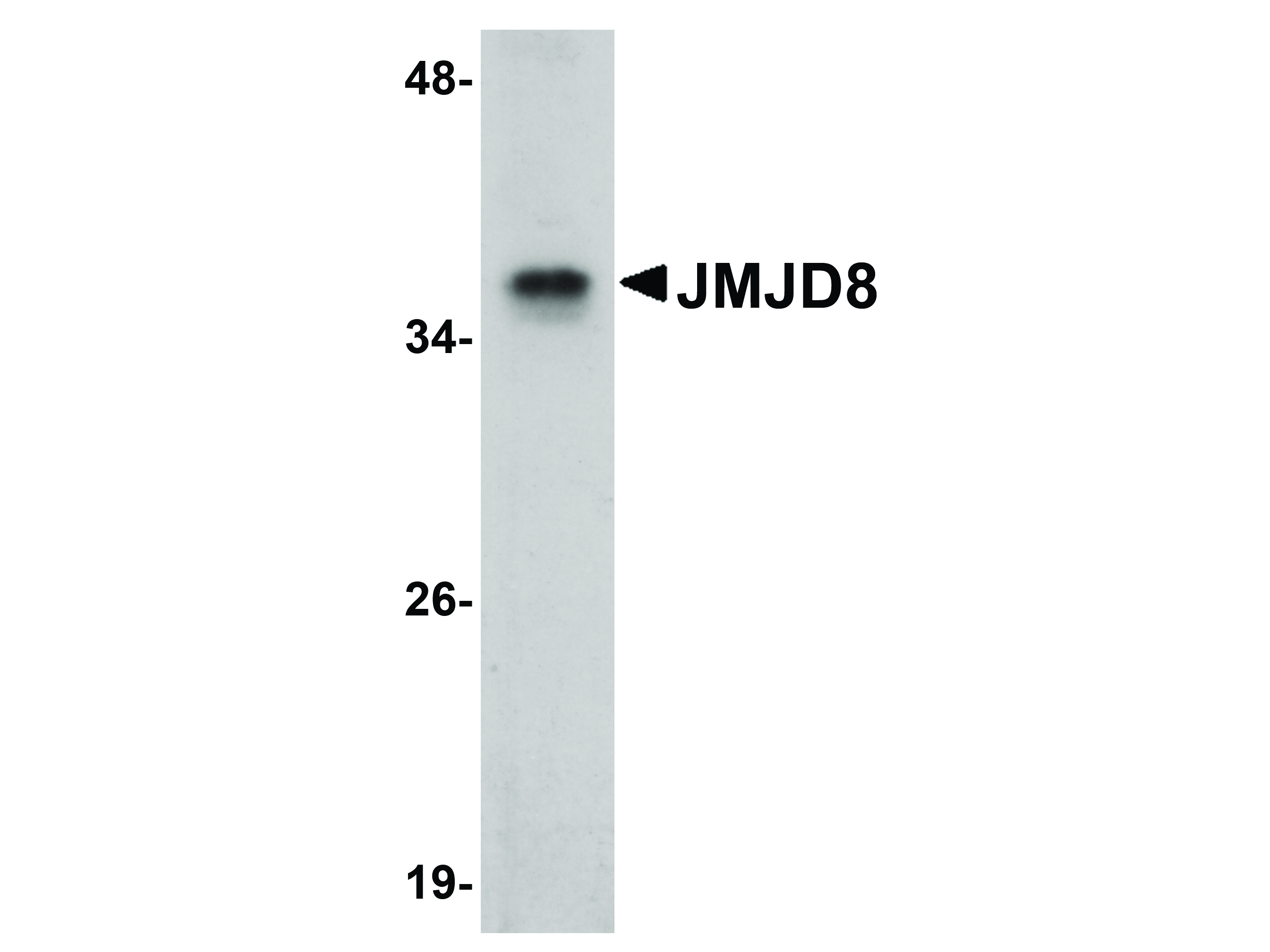 JMJD8 Antibody (600-401-CC3) | Rockland