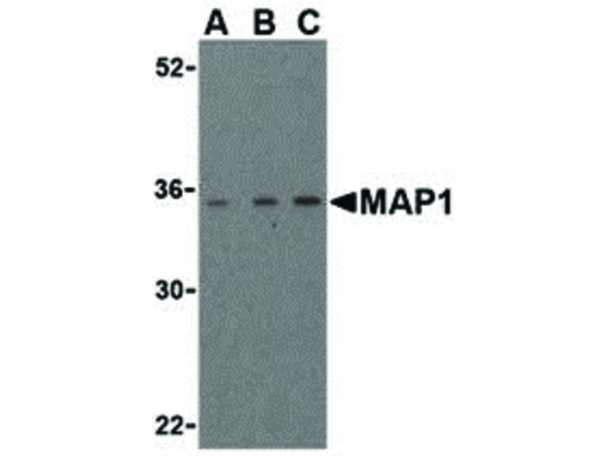 MAP1 Antibody | Rockland