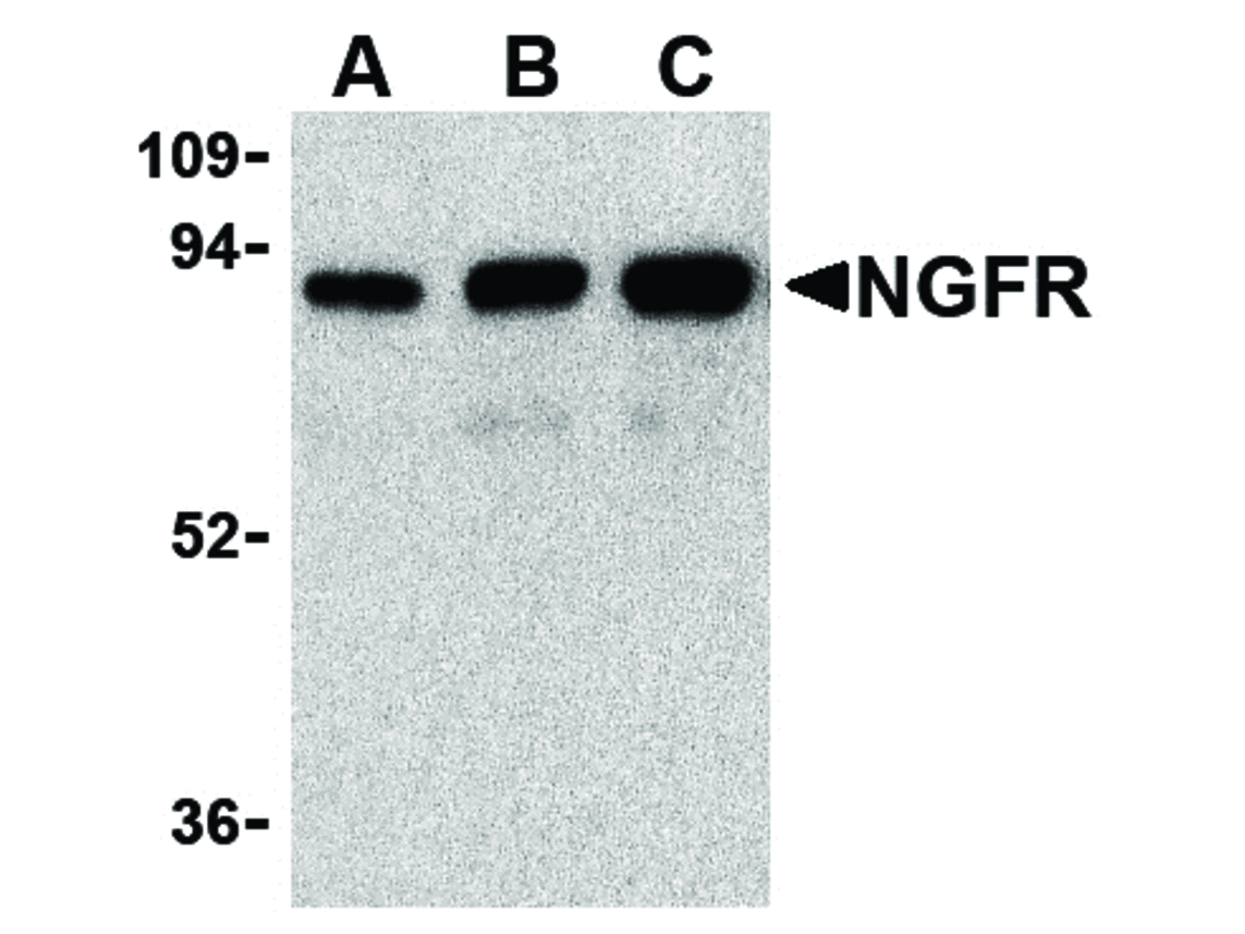NGFR Antibody (600-401-DA5) | Rockland