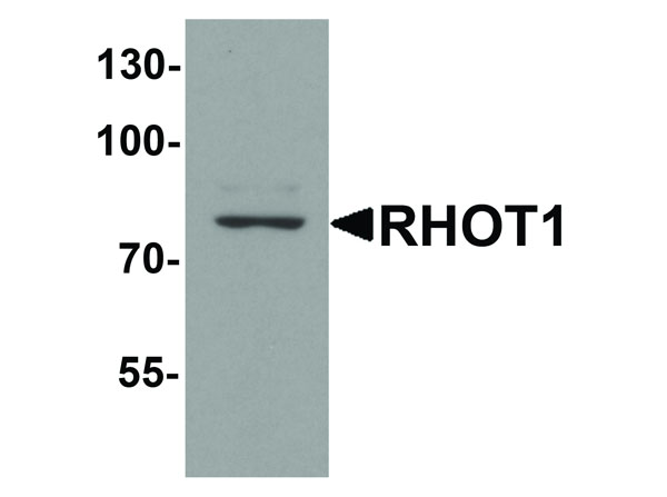 RHOT1 Antibody (600-401-DZ0) | Rockland
