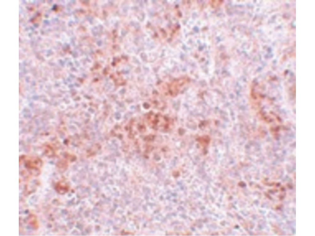 BFAR Antibody (600-401-Z58) | Rockland