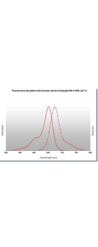 GST Antibody Dylight™ 649 Conjugated (600-443-200) | Rockland