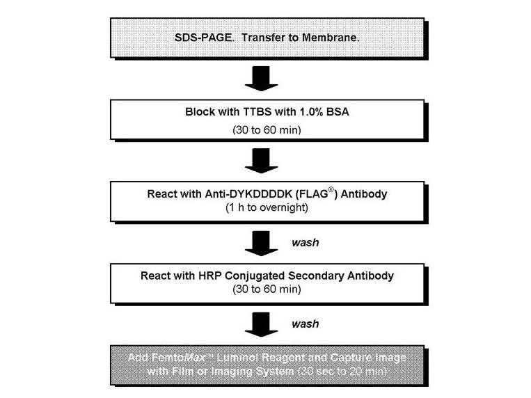 DYKDDDDK (FLAG®) Chemiluminescent Western Blot Kit (KCA383) | Rockland